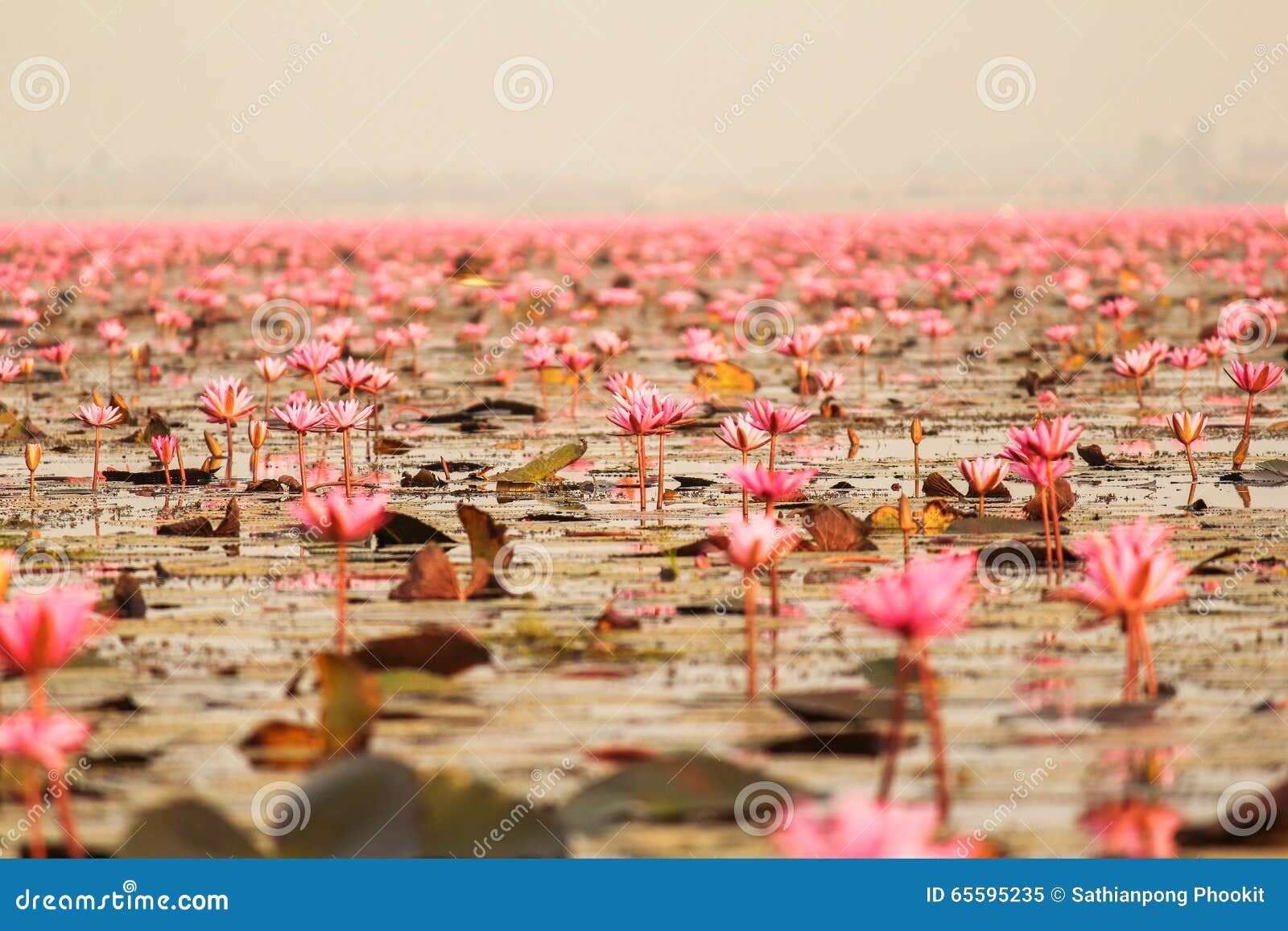 Red Lotus in the Pond at Kumphawapi, Udonthani, Thailand Stock Image ...