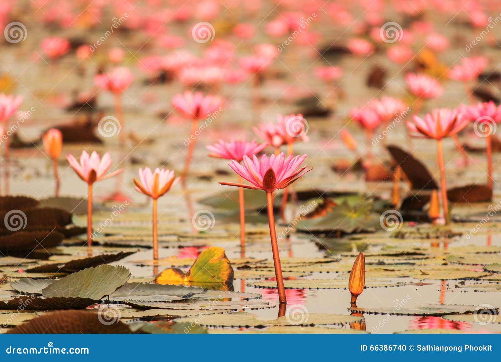 Red Lotus in the Pond at Kumphawapi, Udonthani, Thailand Stock Photo ...