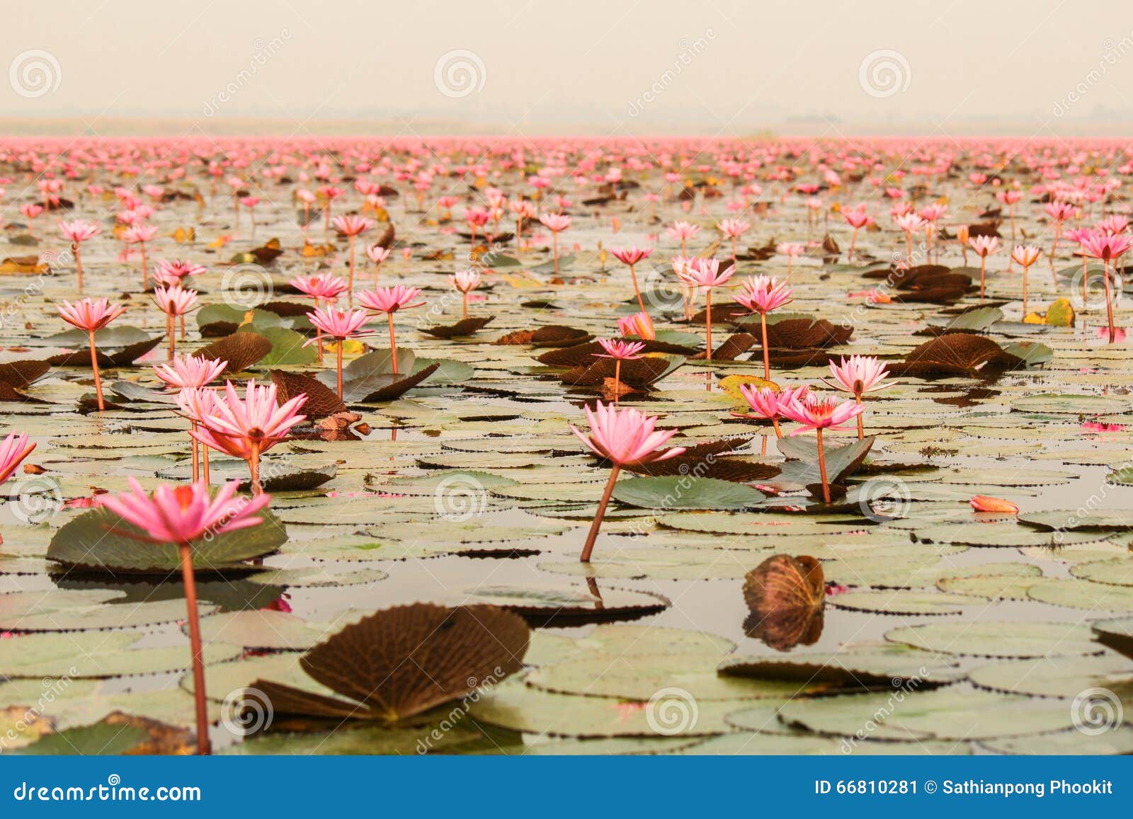 Red Lotus in the Pond at Kumphawapi, Udonthani, Thailand Stock Image ...