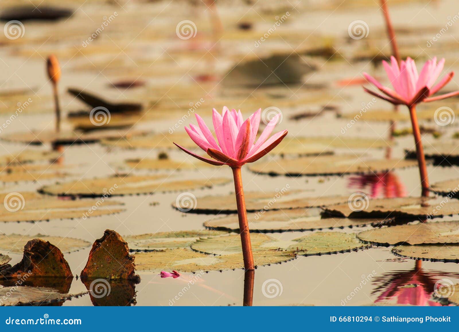Red Lotus in the Pond at Kumphawapi, Udonthani, Thailand Stock Photo ...