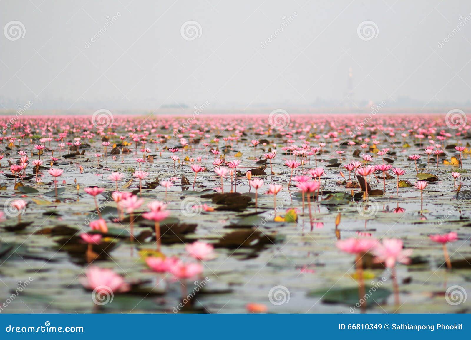 Red Lotus in the Pond at Kumphawapi, Udonthani, Thailand Stock Image ...