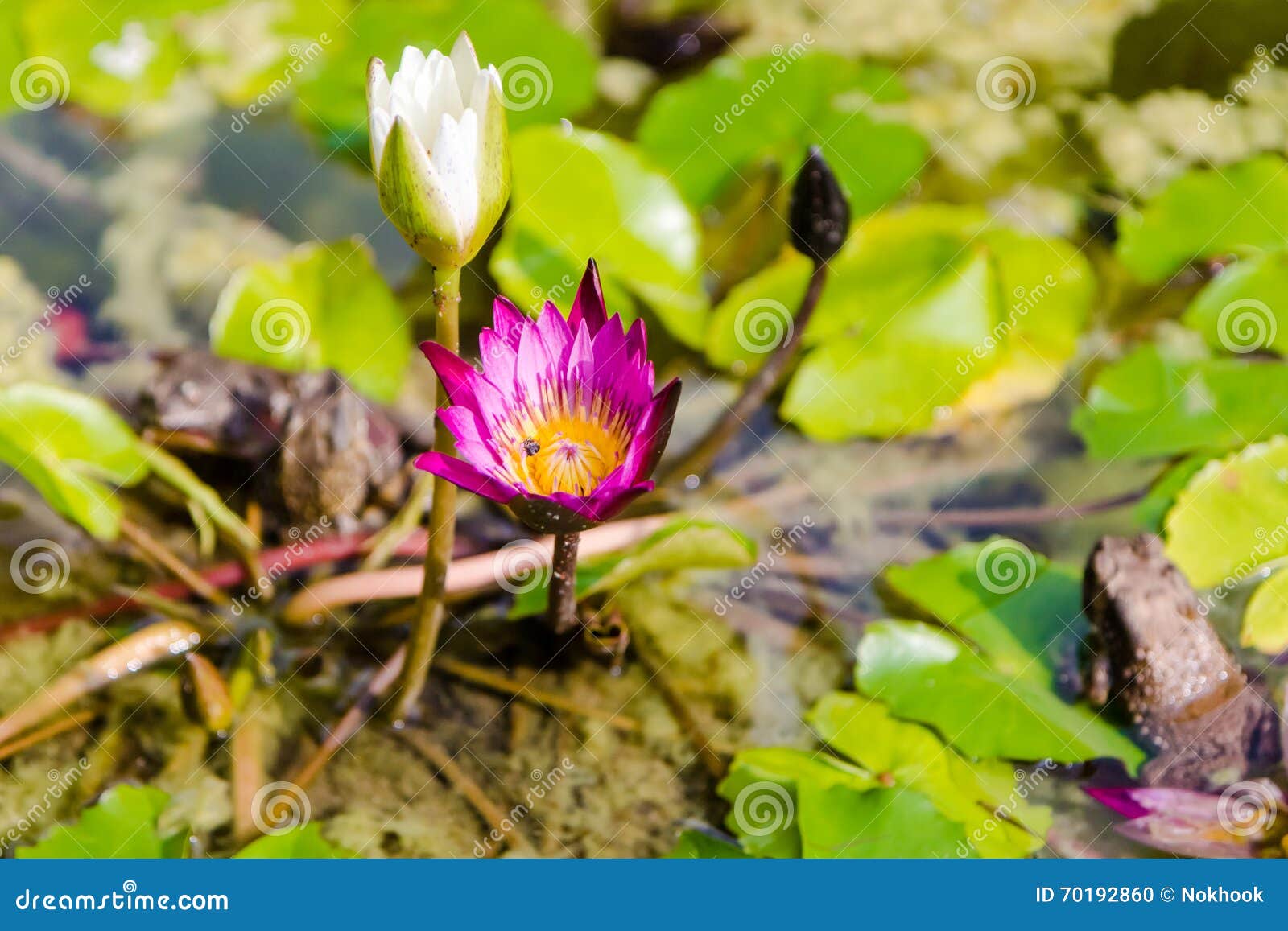 Red lotus at pond stock photo. Image of close, botanical - 70192860
