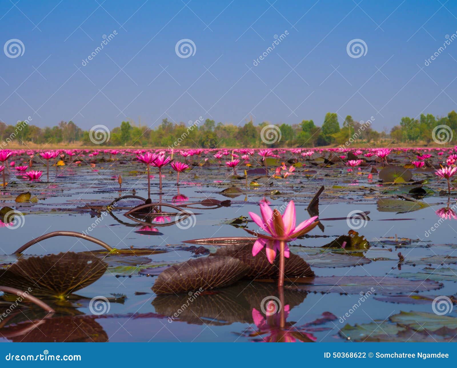 Red Lotus Sea stock photo. Image of beautifulsky, fishthai - 50368622