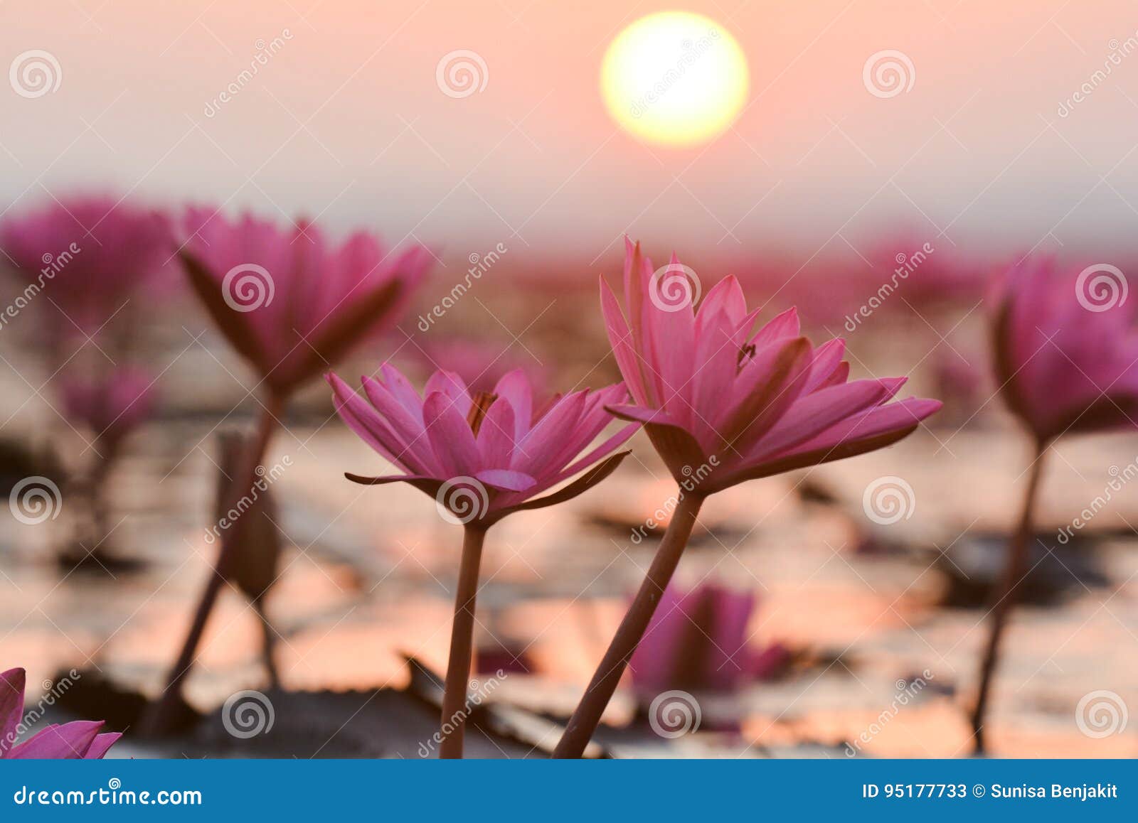 Red lotus sea. stock image. Image of unseen, travel, amazing - 95177733