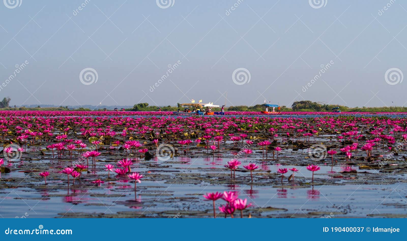 Red lotus sea stock image. Image of beauty, nature, landscape - 190400037
