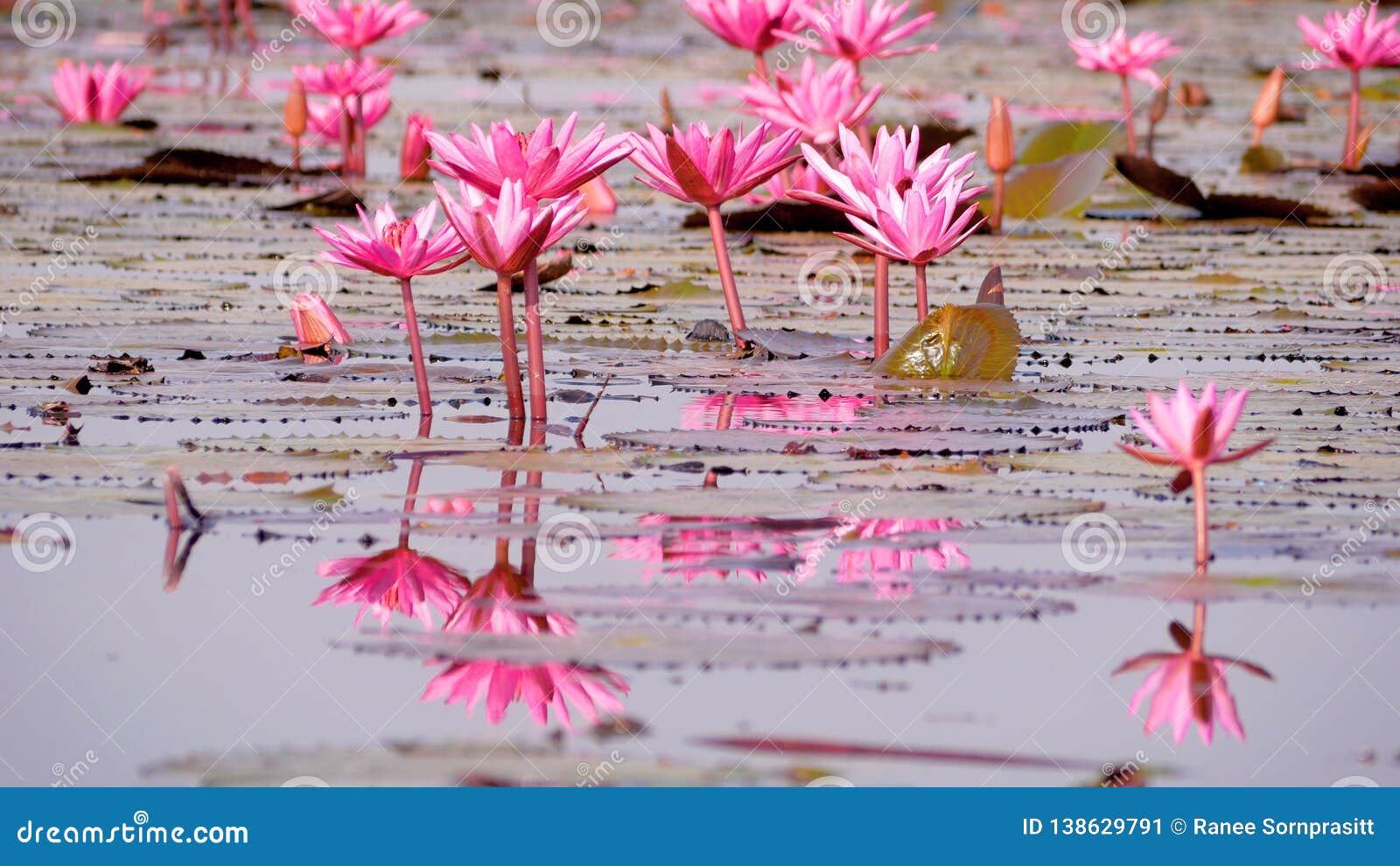 Red lotus in the swamp stock image. Image of beauty - 138629791