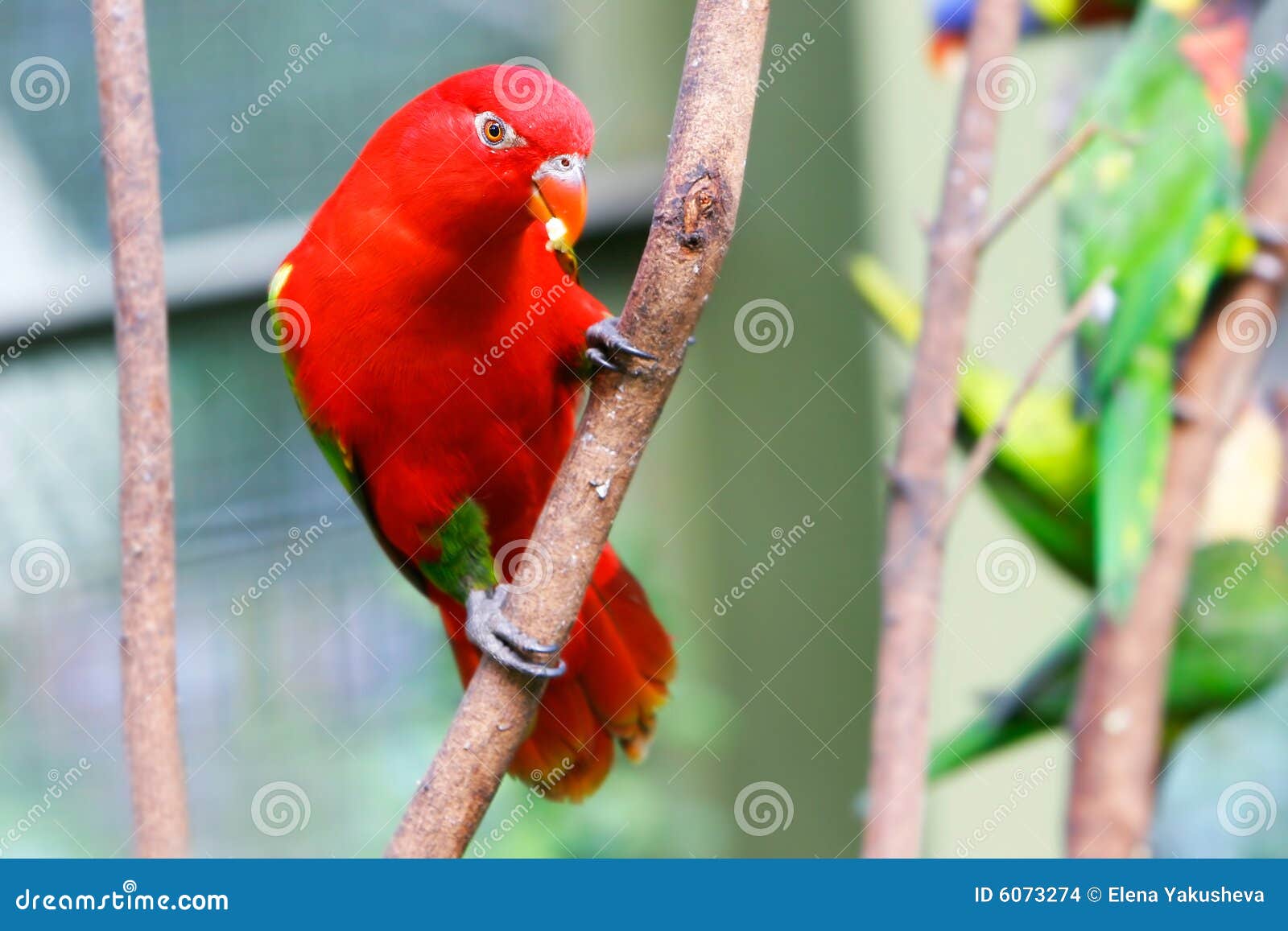 Red lovebird stock photo. Image of domestic, color, nature - 6073274