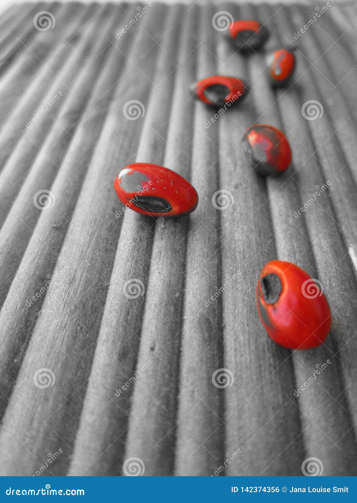Red Lucky Beans with Grey Background. Stock Photo - Image of natural ...