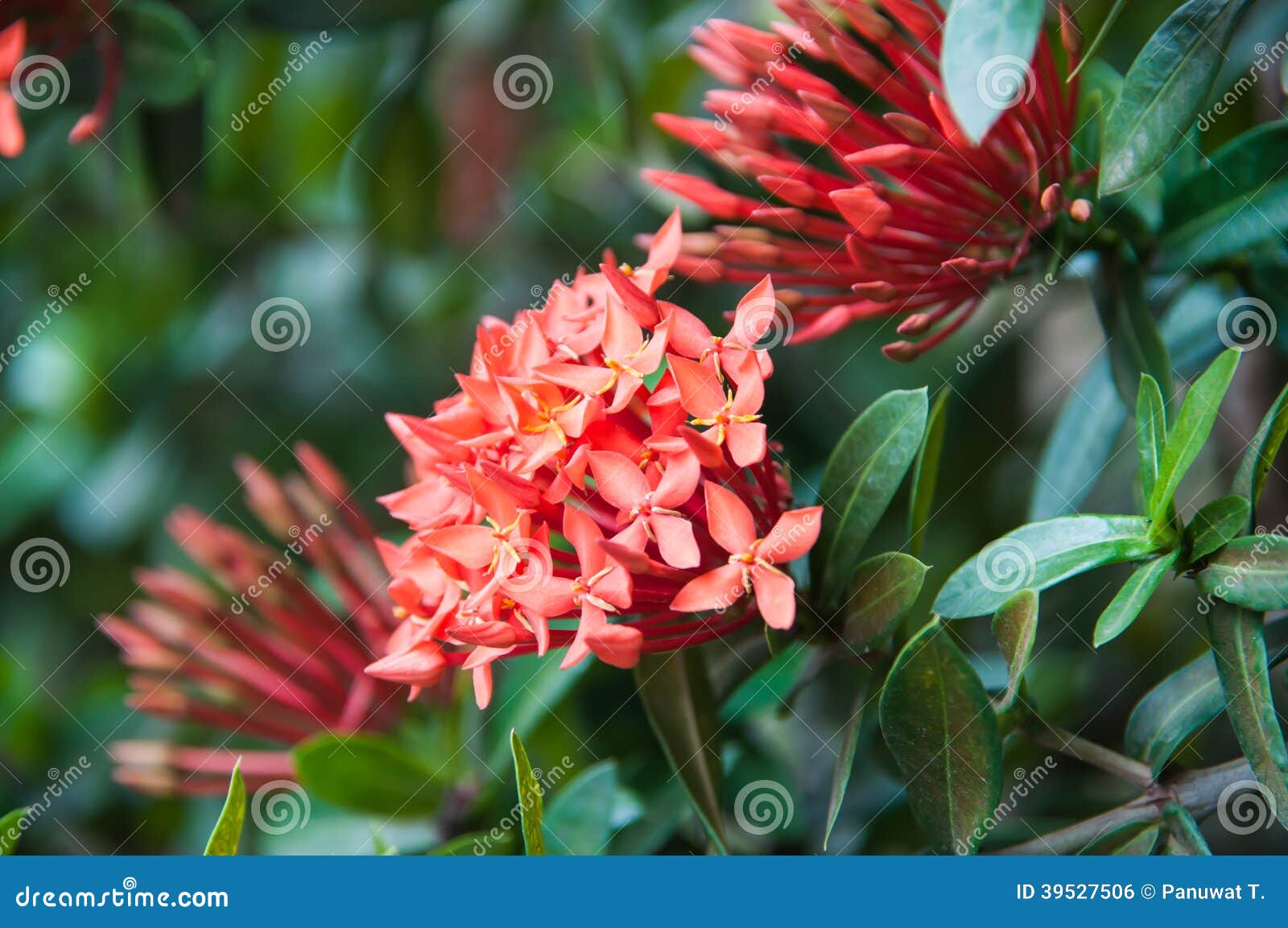 Red lxora flower stock photo. Image of floral, closeup - 39527506