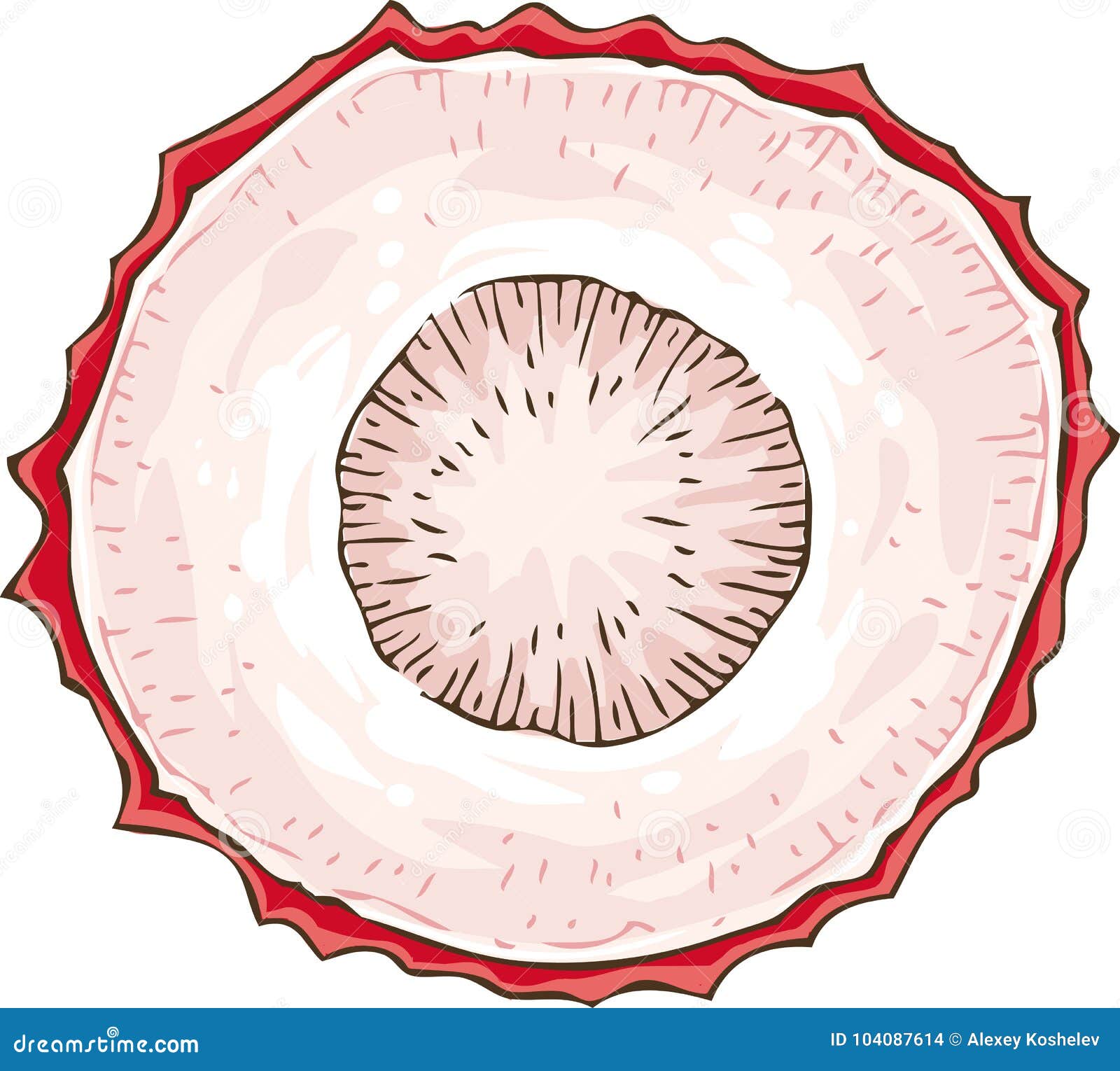 Red Lychee in Cross Section Isolated on a White Stock Vector ...