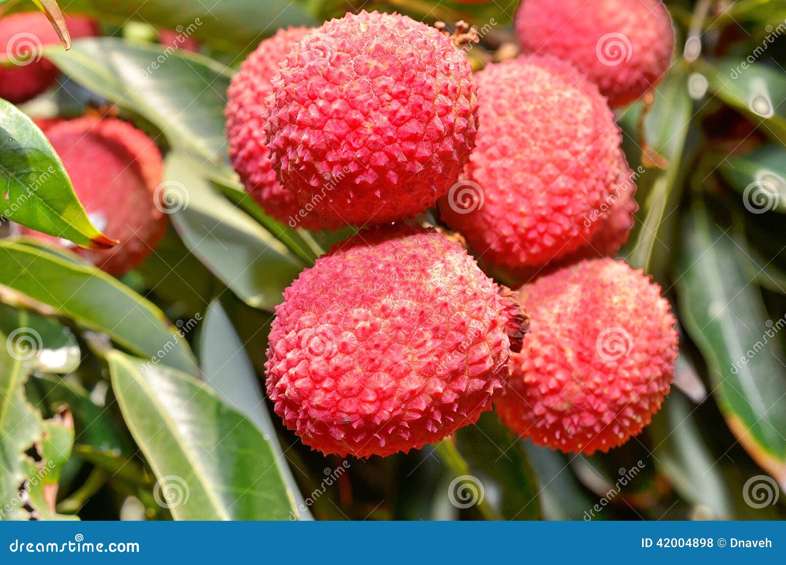 Red Lychee stock photo. Image of healthy, juicy, close - 42004898
