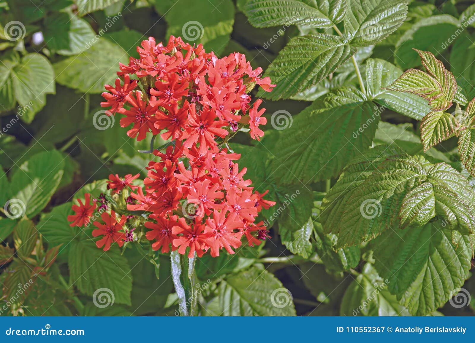 Red Lychnis Chalcedonica Flower Stock Image - Image of lychnis, bristol ...