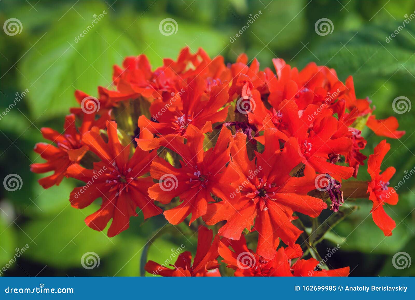 Red Lychnis Chalcedonica Flower. Red Lychnis Chalcedonica Flower in the ...