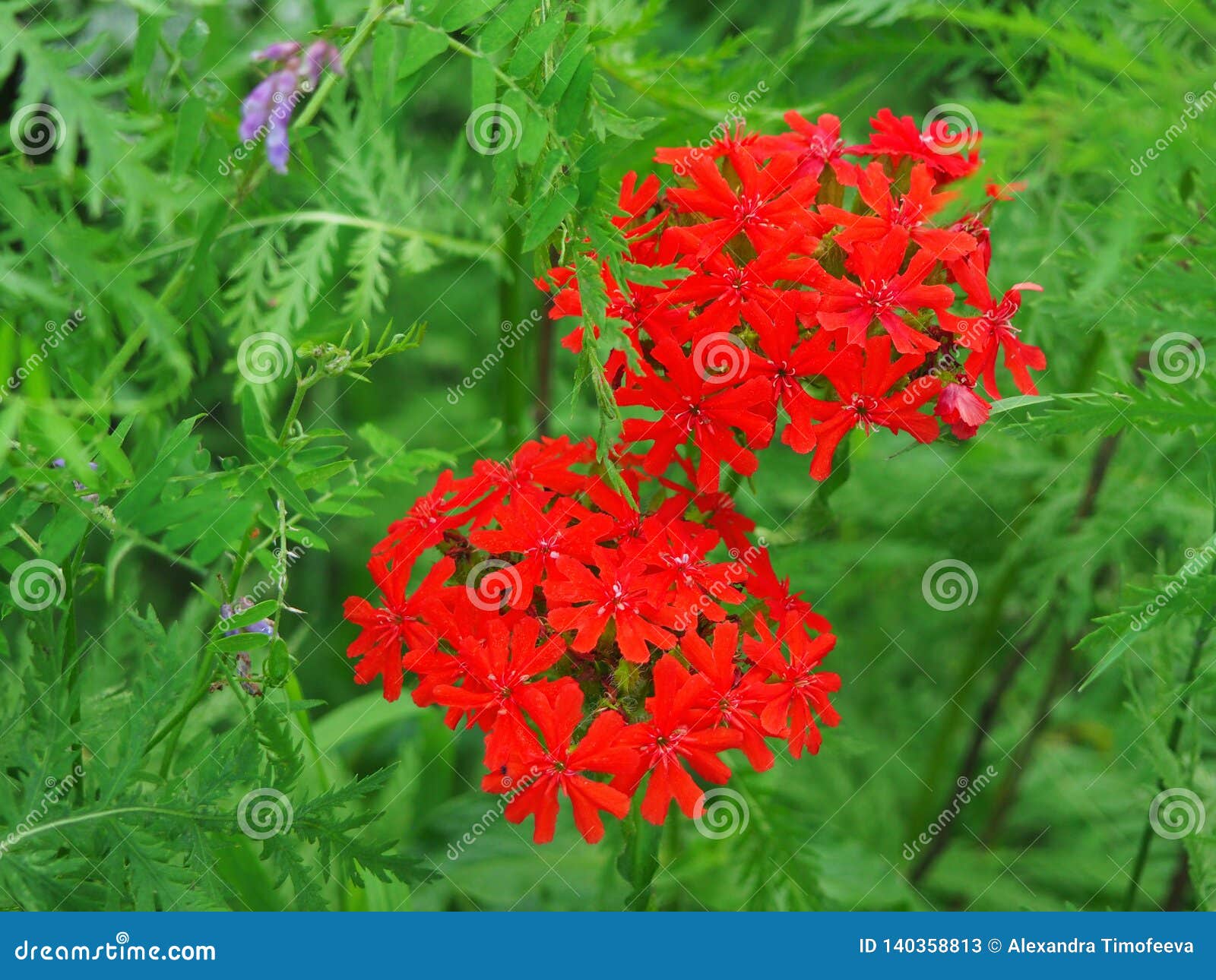 Red Lychnis Chalcedonica Flowers Stock Image - Image of gardening ...