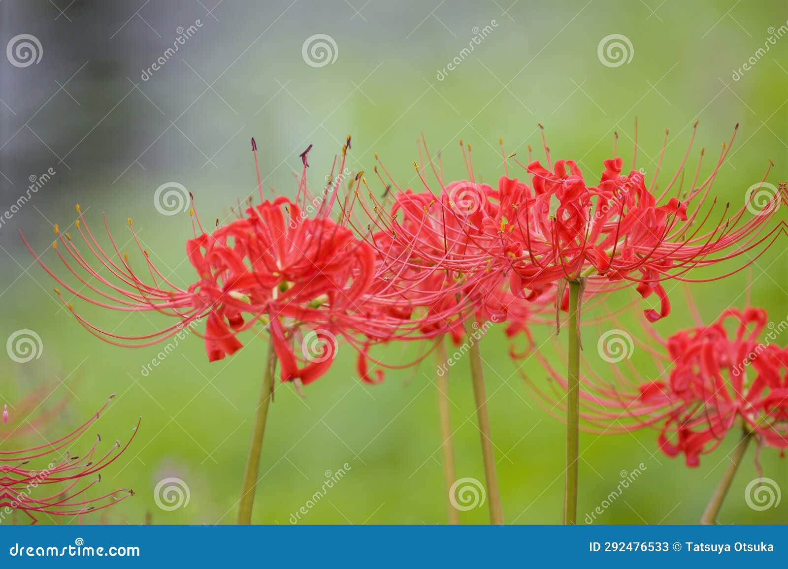 Red Lycoris in full bloom stock image. Image of outdoor - 292476533