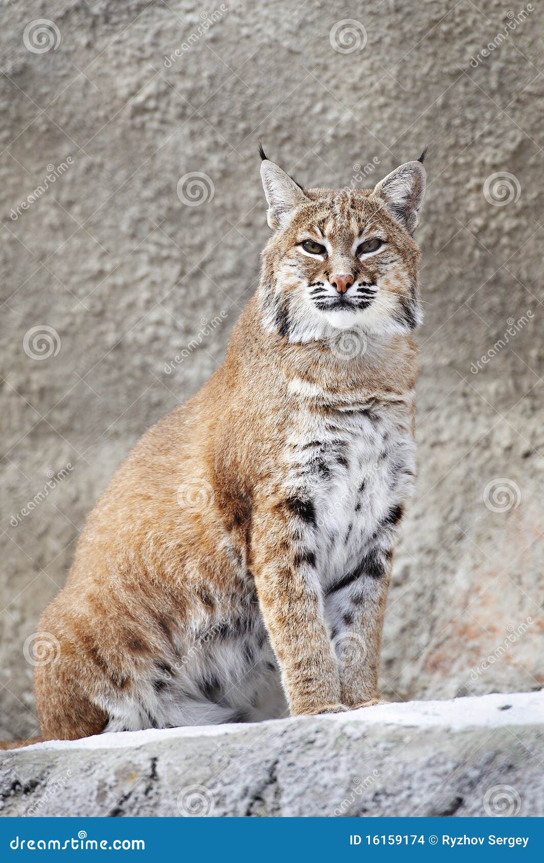 Red Lynx on a rock stock photo. Image of brown, mammal - 16159174