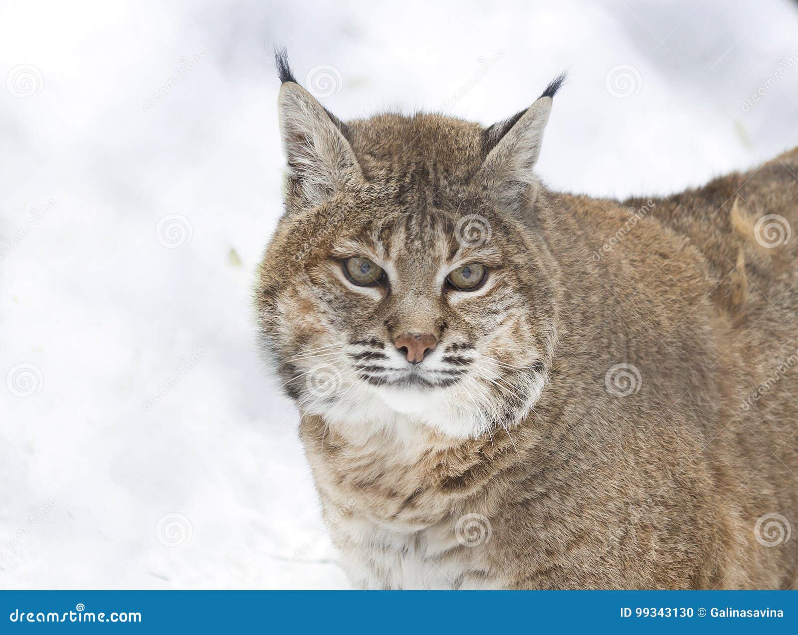 Red lynx stock photo. Image of lynx, tassels, hair, winter - 99343130