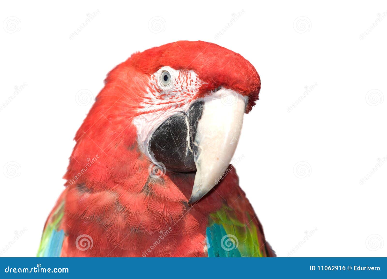 Red Macaw stock photo. Image of feather, amazon, detail - 11062916