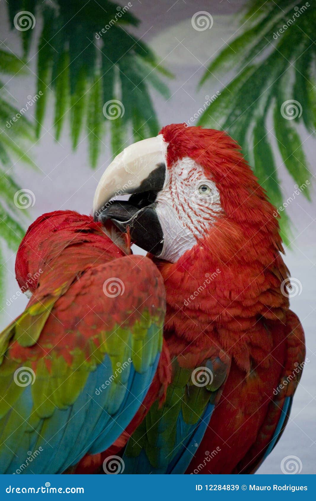 Red macaw stock image. Image of macaw, rainforest, beak - 12284839