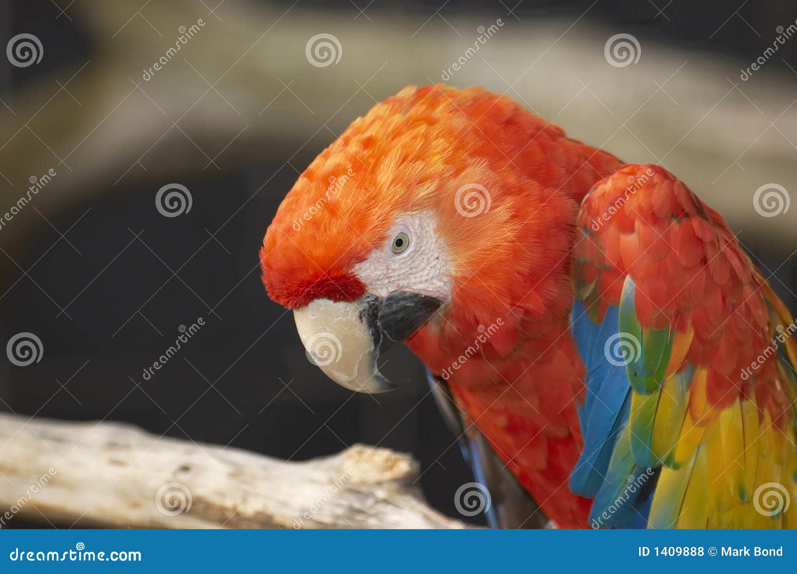 Red Macaw stock photo. Image of watching, colored, wild - 1409888