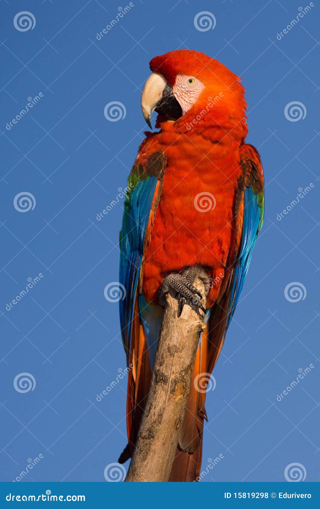 Red Macaw stock photo. Image of scarlet, close, jungle - 15819298