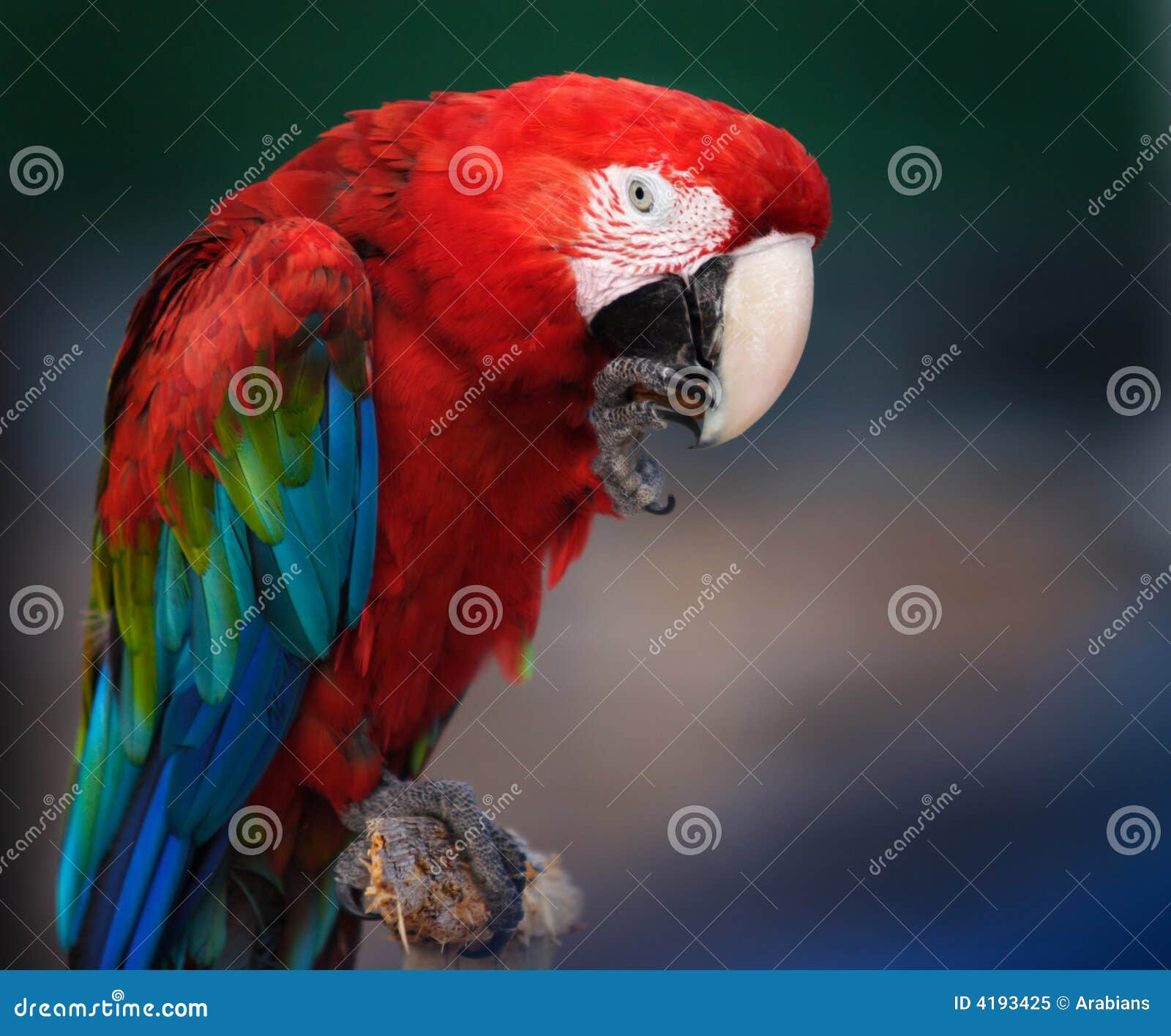The Red Macaw stock image. Image of macaw, colourful, claw - 4193425