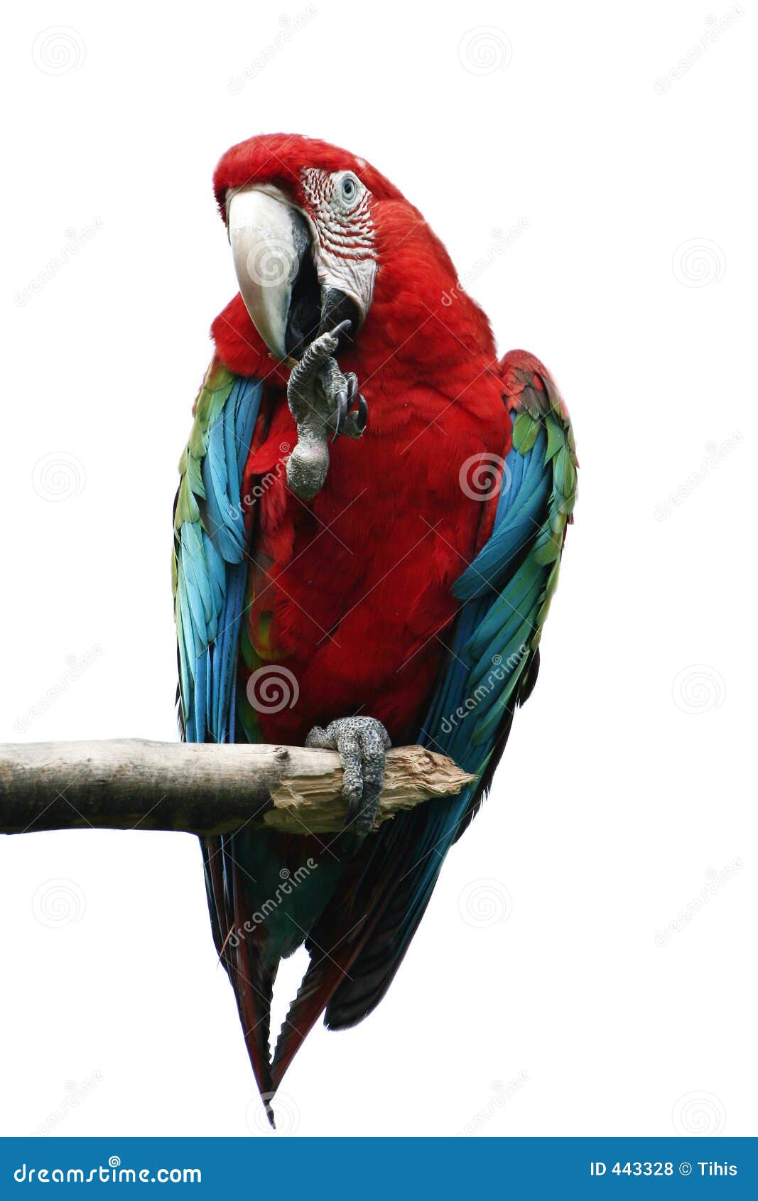 Red Macaw stock photo. Image of tropics, bird, perched - 443328