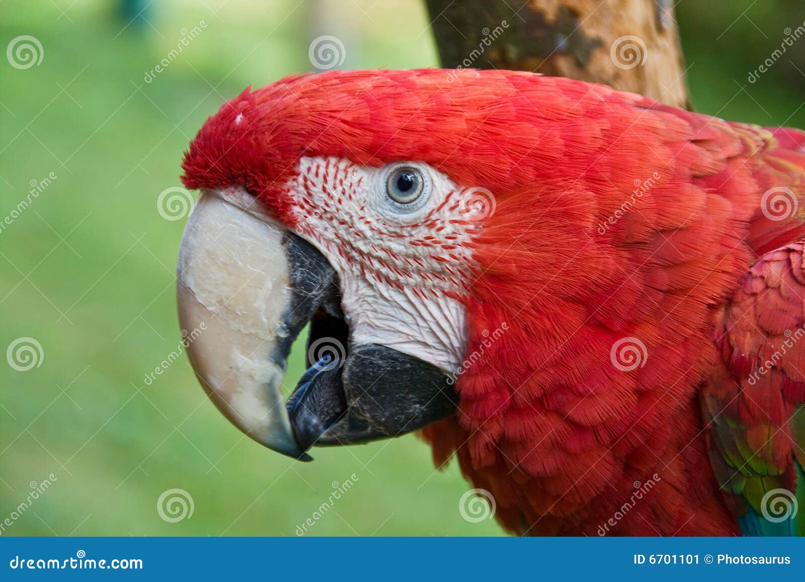 Red macaw stock image. Image of macro, nose, chloroptera - 6701101
