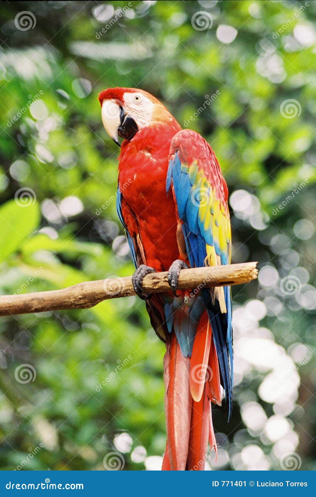 Red Macaw stock image. Image of extintion, macaw, endangered - 771401