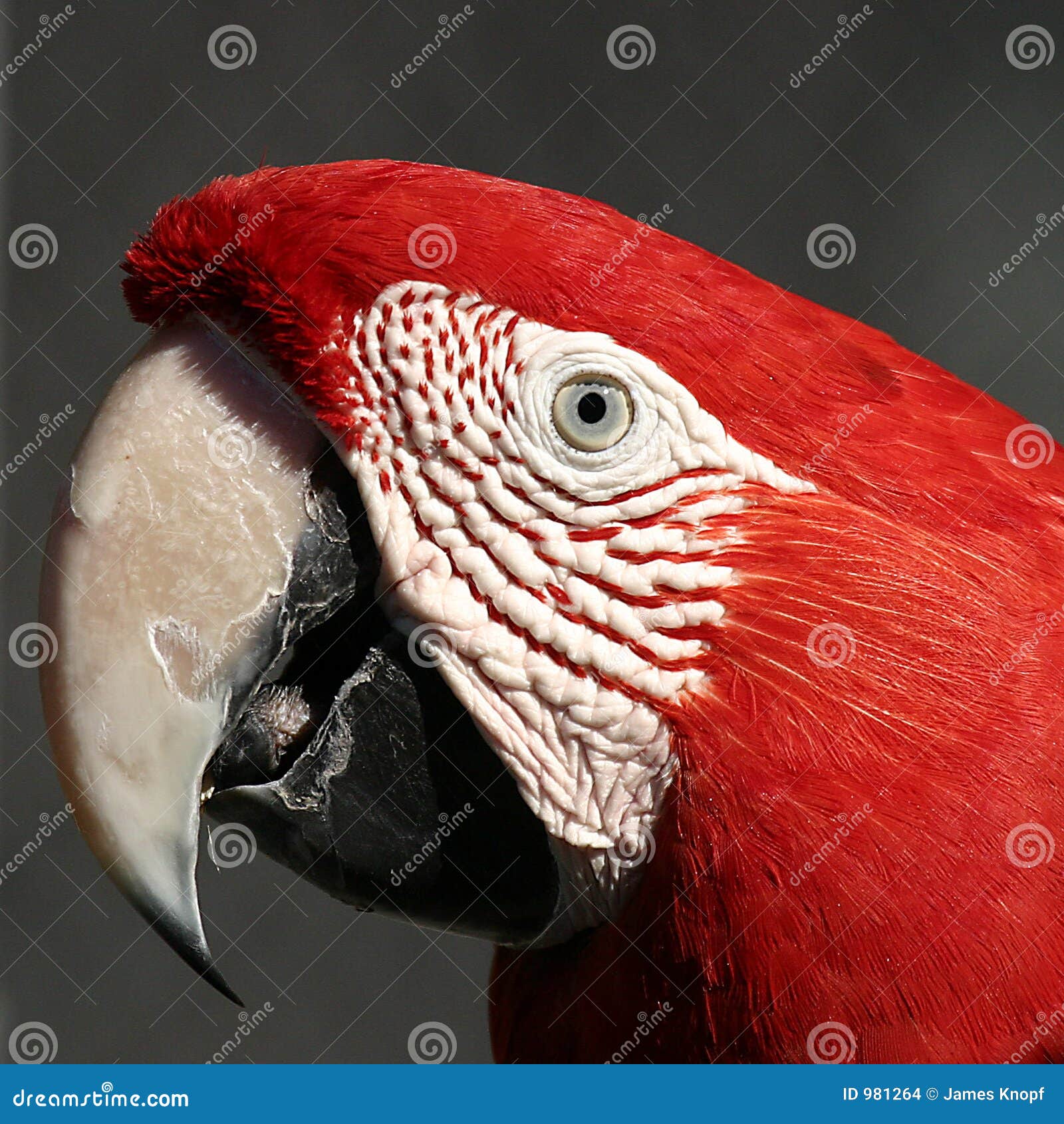 Red Macaw stock photo. Image of bright, avian, flashy, gaudy - 981264
