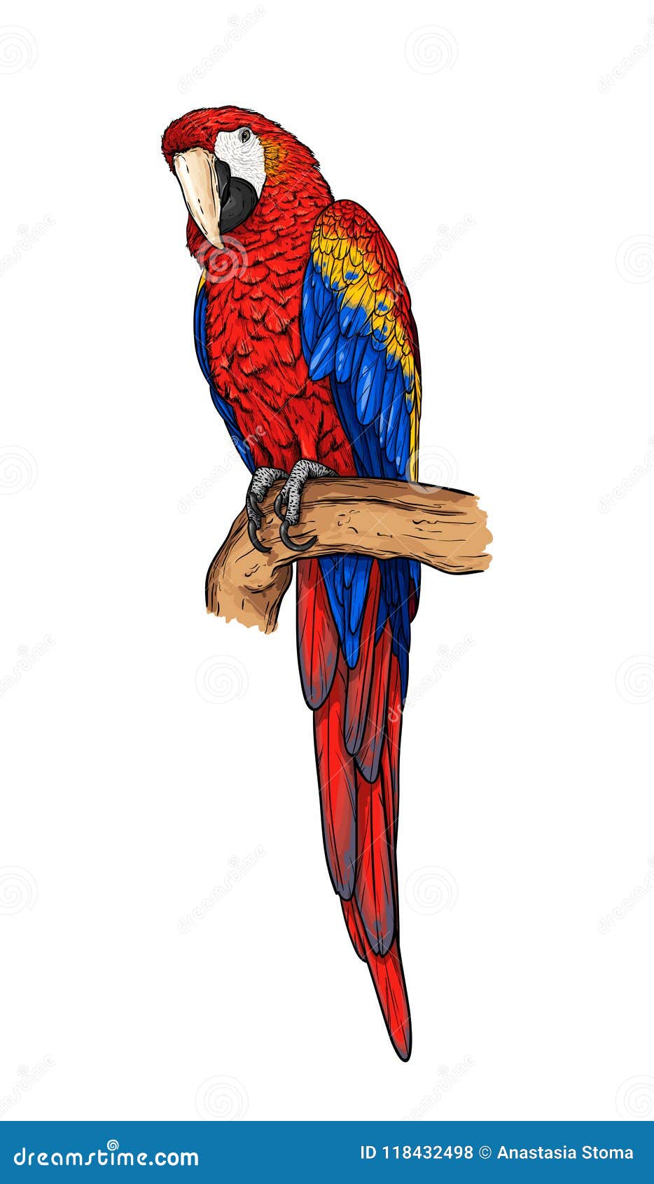 Red macaw ara parrot stock vector. Illustration of cartoon - 118432498