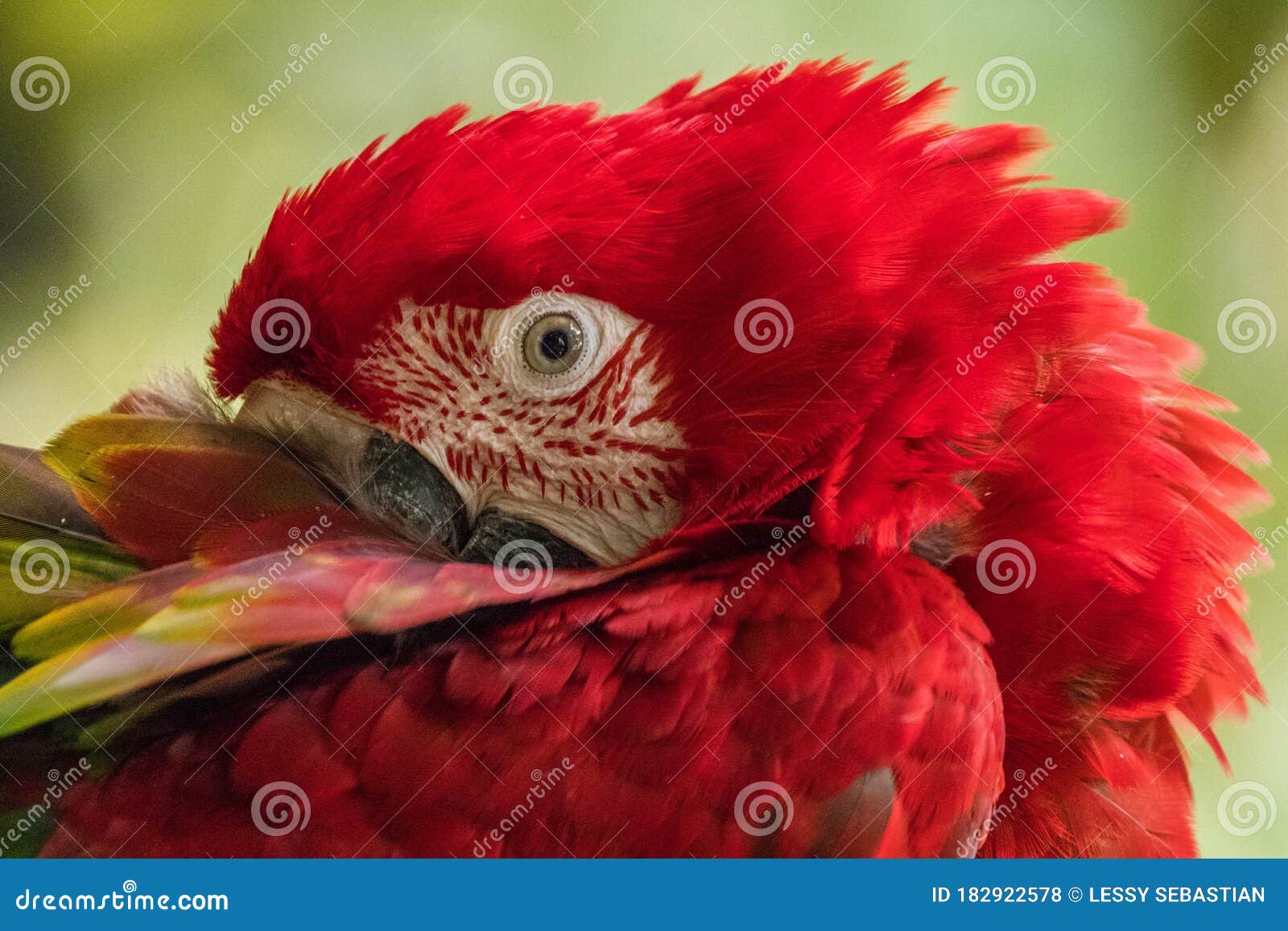 The Red macaw bird stock photo. Image of wing, finch - 182922578