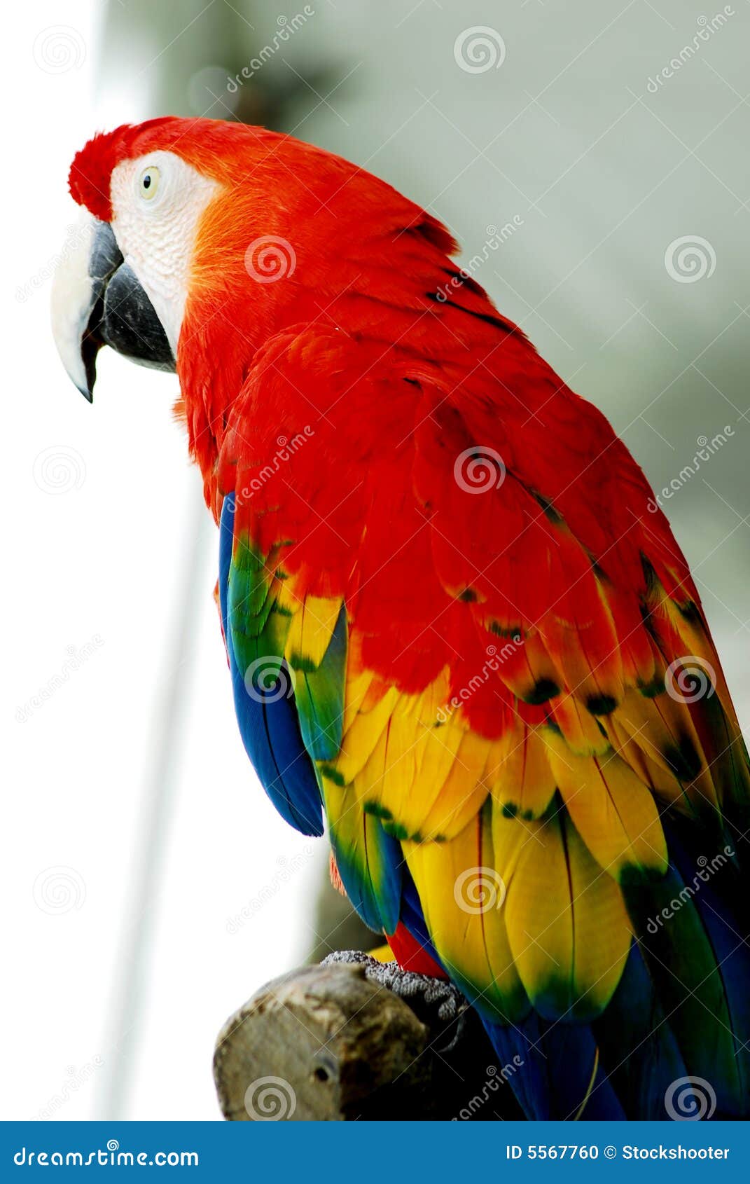 Red Macaw Bird stock photo. Image of color, background - 5567760
