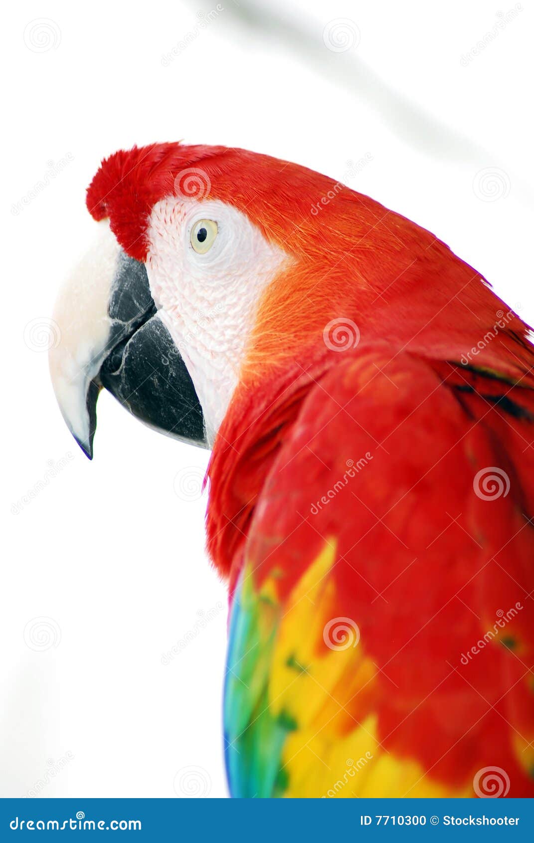 Red Macaw Bird stock photo. Image of america, birdwatch - 7710300