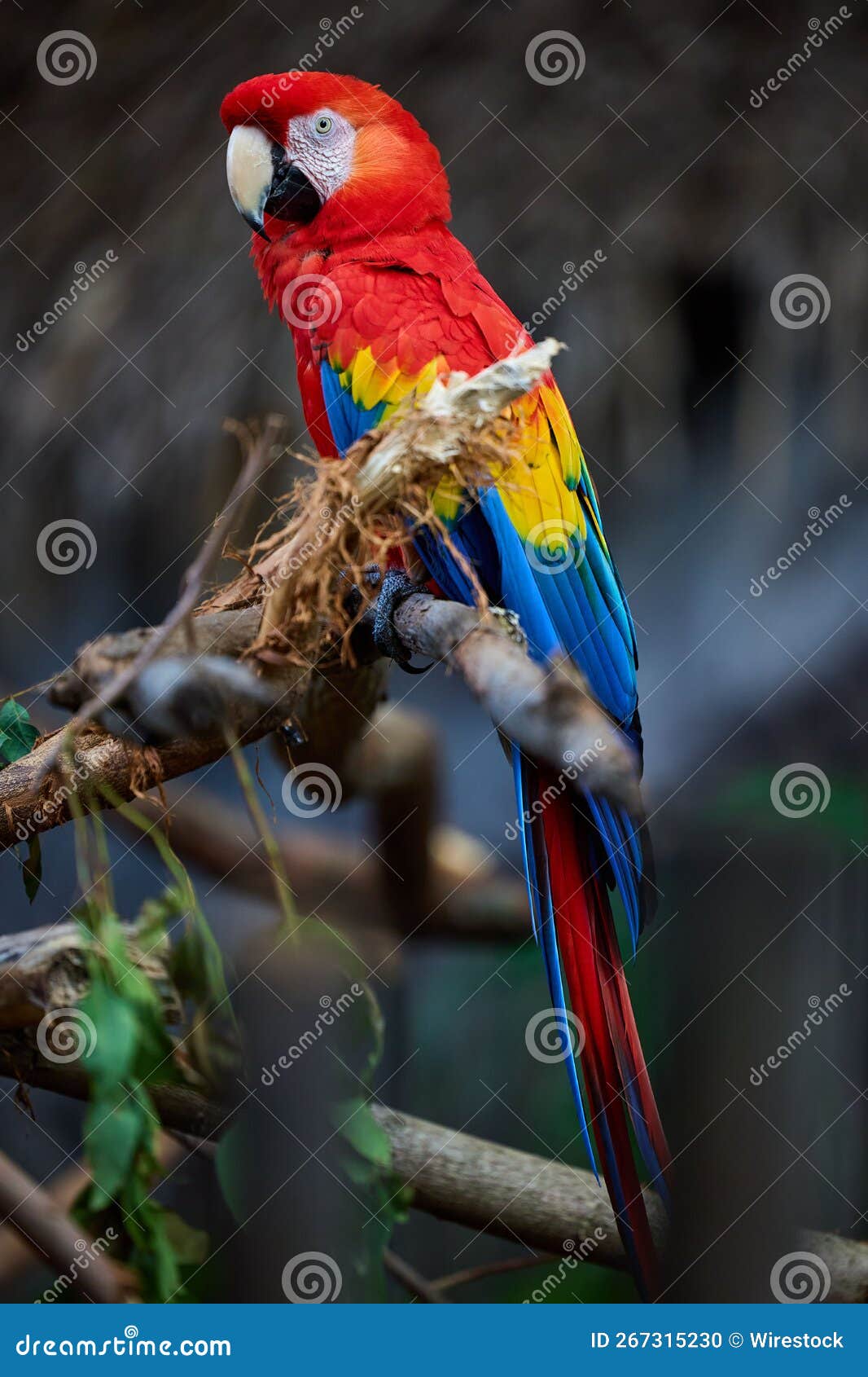 Red Macaw Bird Perching on the Branch Stock Photo - Image of feathers ...