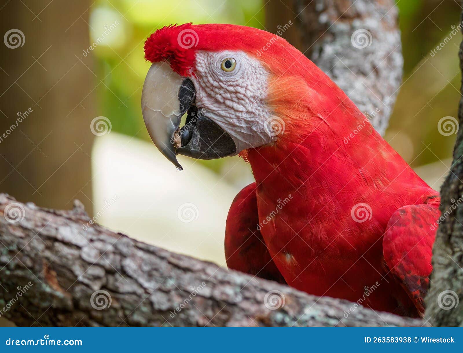 Red Macaw Bird Perching on a Tree Branch, Closeup Shot Stock Photo ...