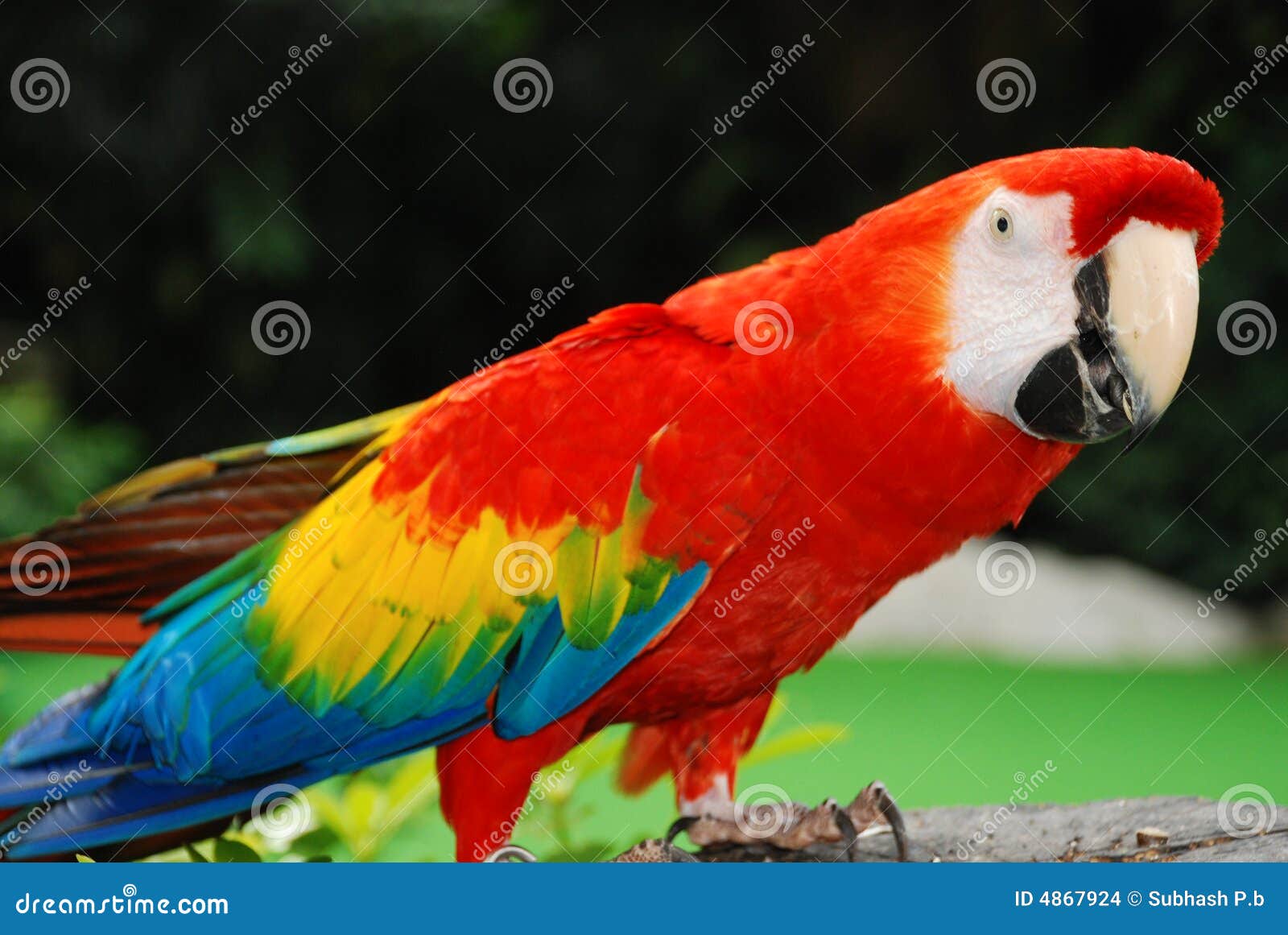 Macaw Bird Royalty-Free Stock Photo | CartoonDealer.com #42120183