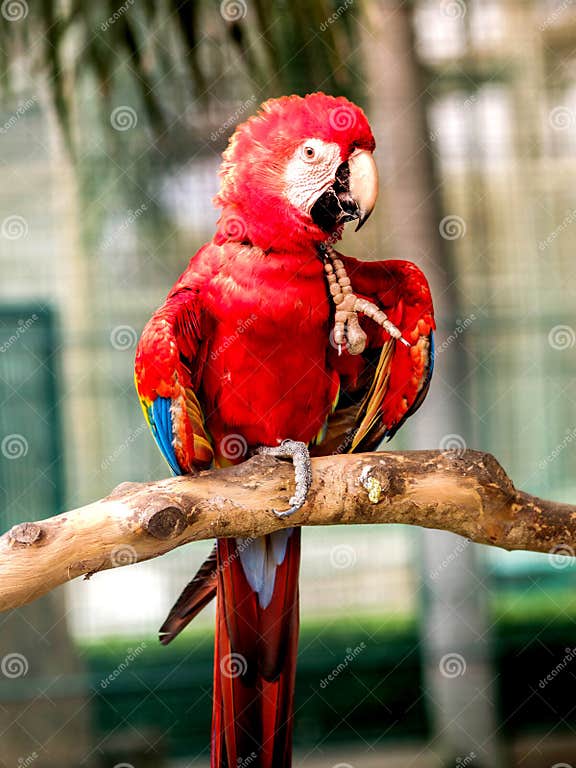 Red Macaw Bird stock photo. Image of color, parrot, animal - 97996628