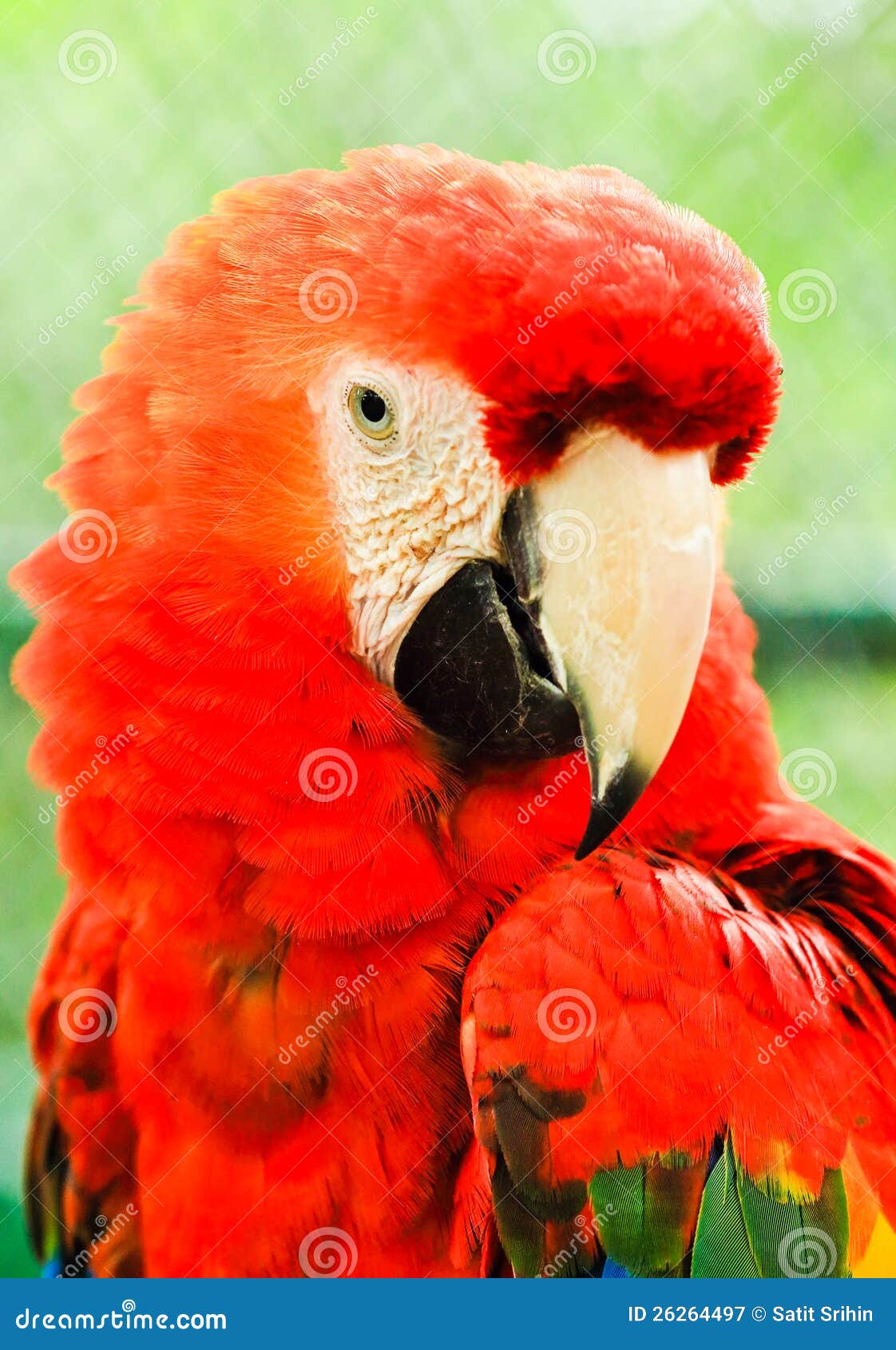 Red macaw close up stock image. Image of chloropterus - 26264497