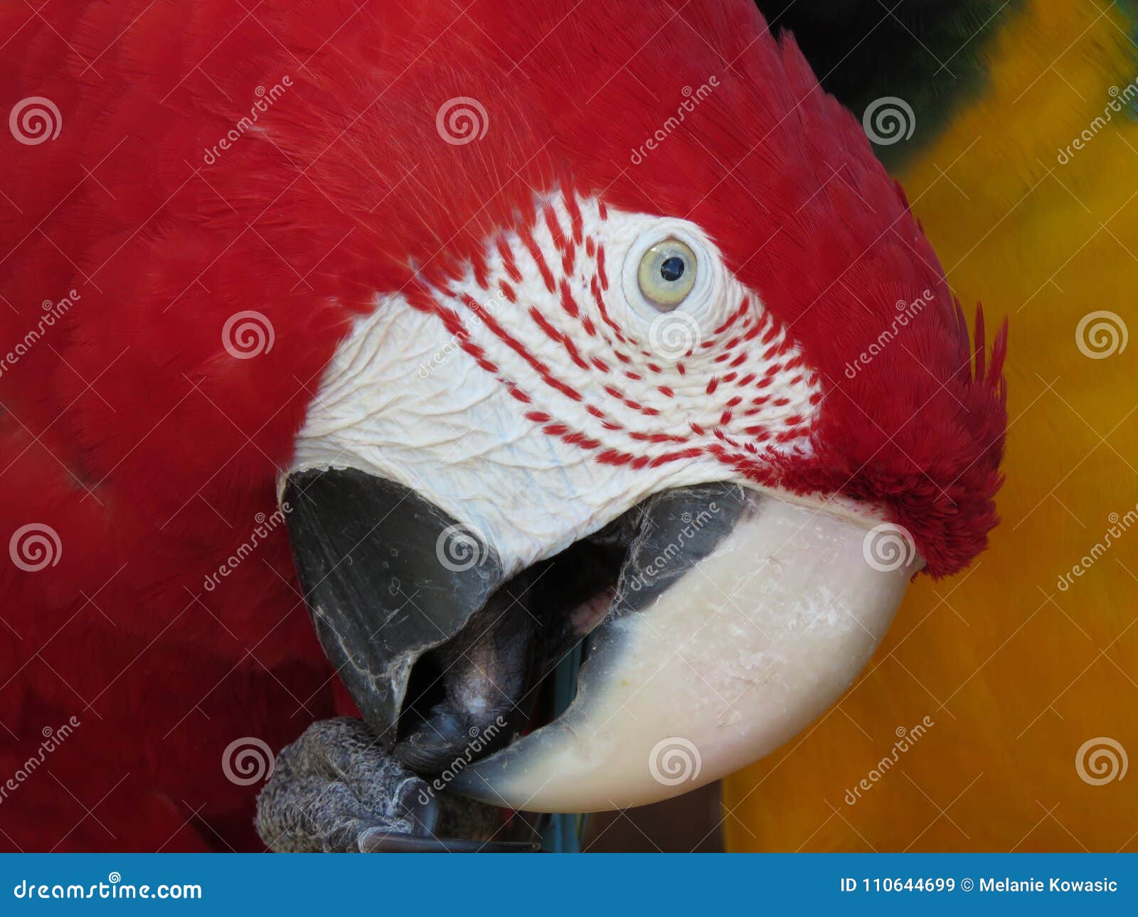 Red macaw close up of head stock image. Image of bird - 110644699