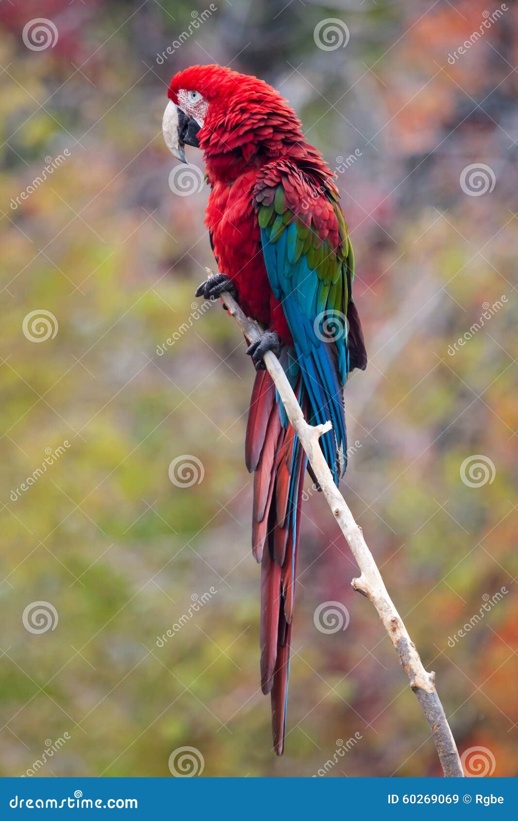 Red macaw stock image. Image of wildlife, macaw, green - 60269069