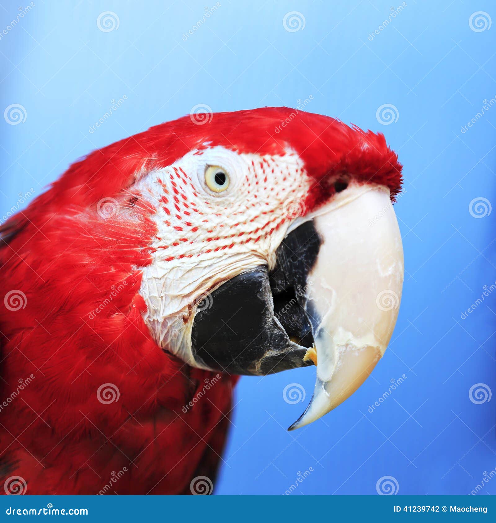 Red macaw stock photo. Image of parrot, head, closeup - 41239742