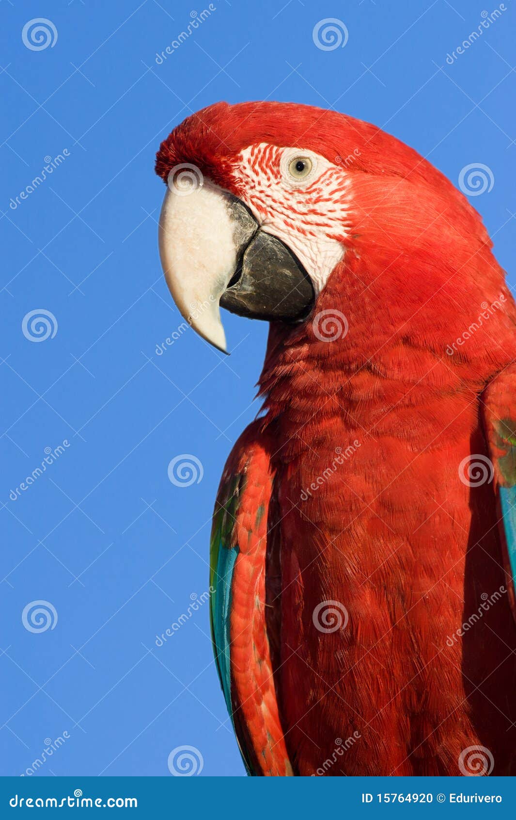Red Macaw head close-up stock photo. Image of tropical - 15764920