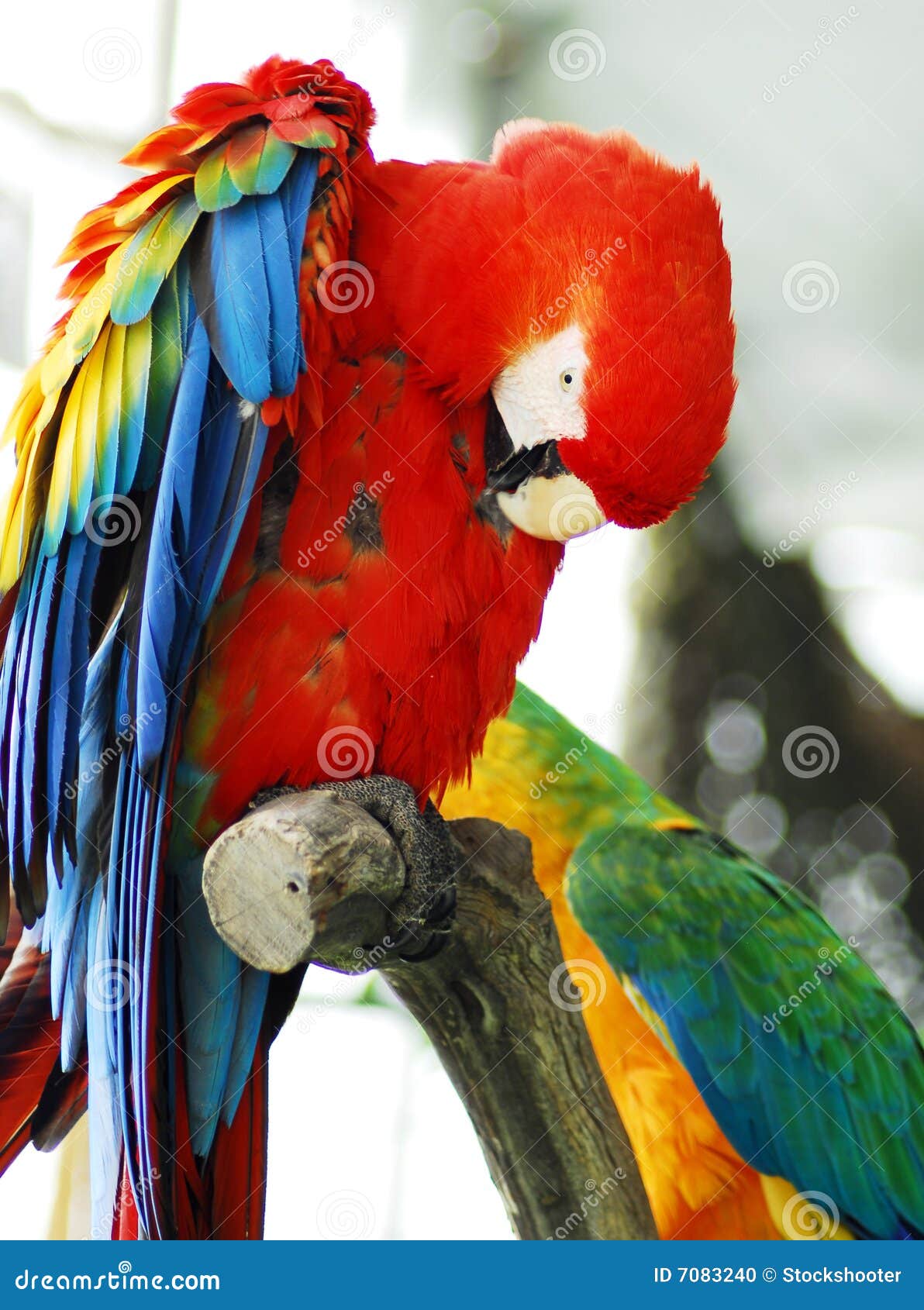 Red macaw Isolated stock photo. Image of central, macao - 7083240