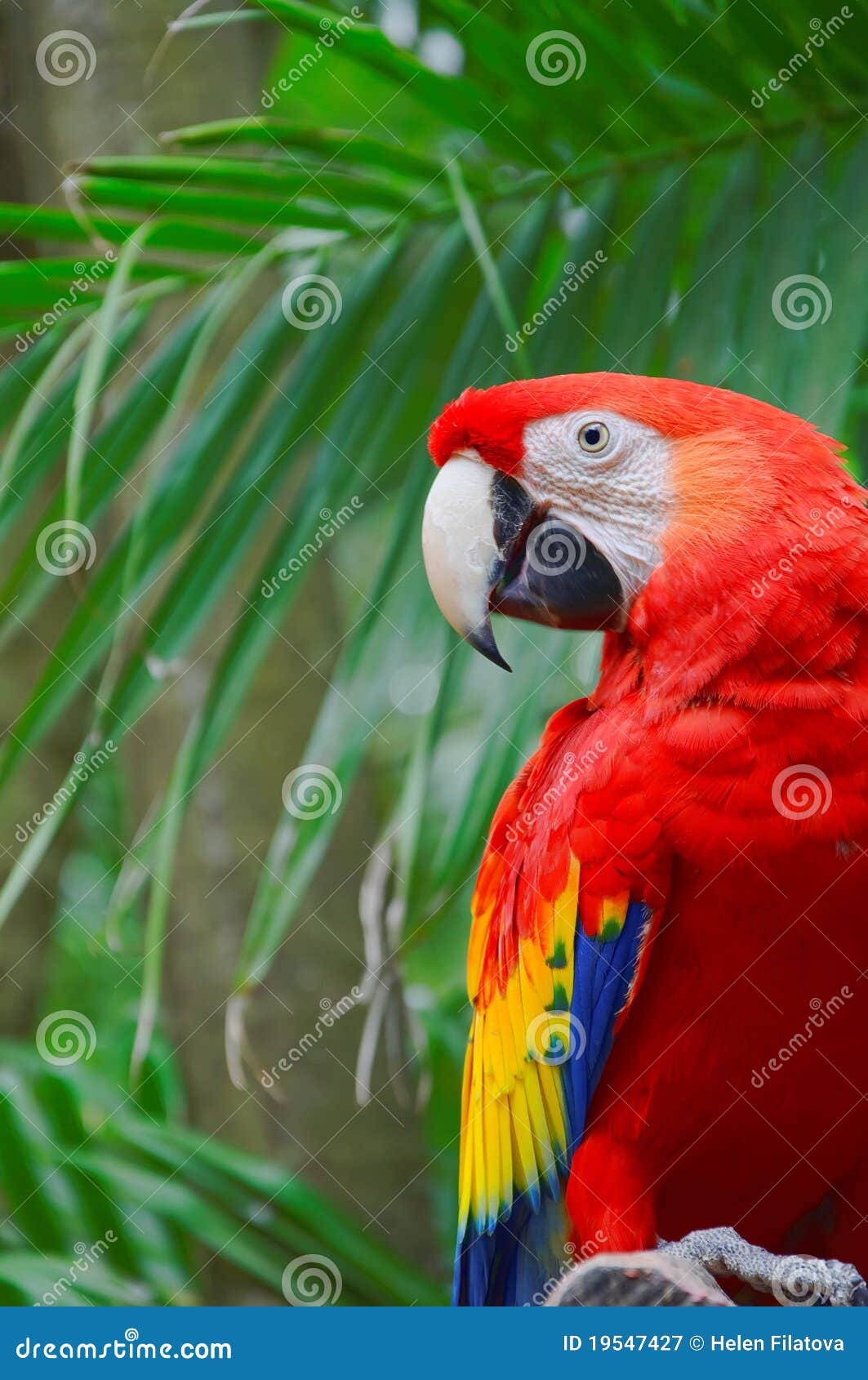 Red Macaw Parrot stock image. Image of colorful, saturated - 19547427