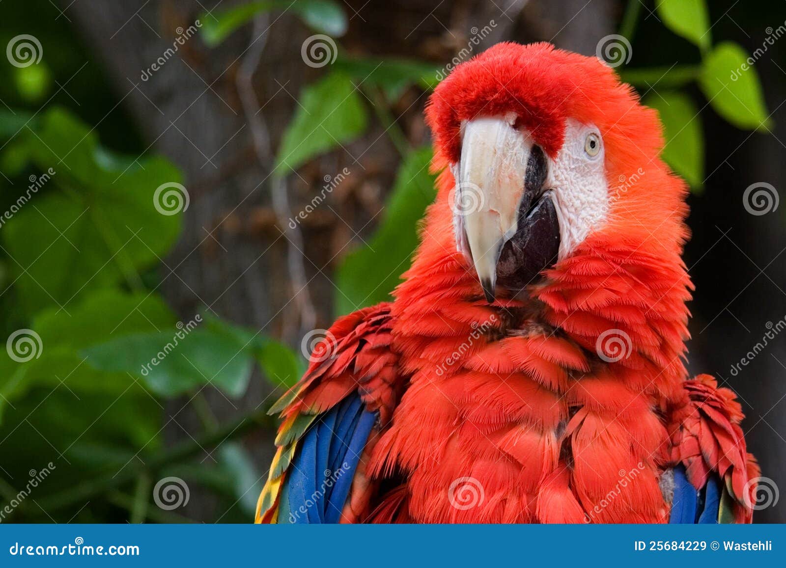 Red Macaw Parrot stock image. Image of looking, jungle - 25684229