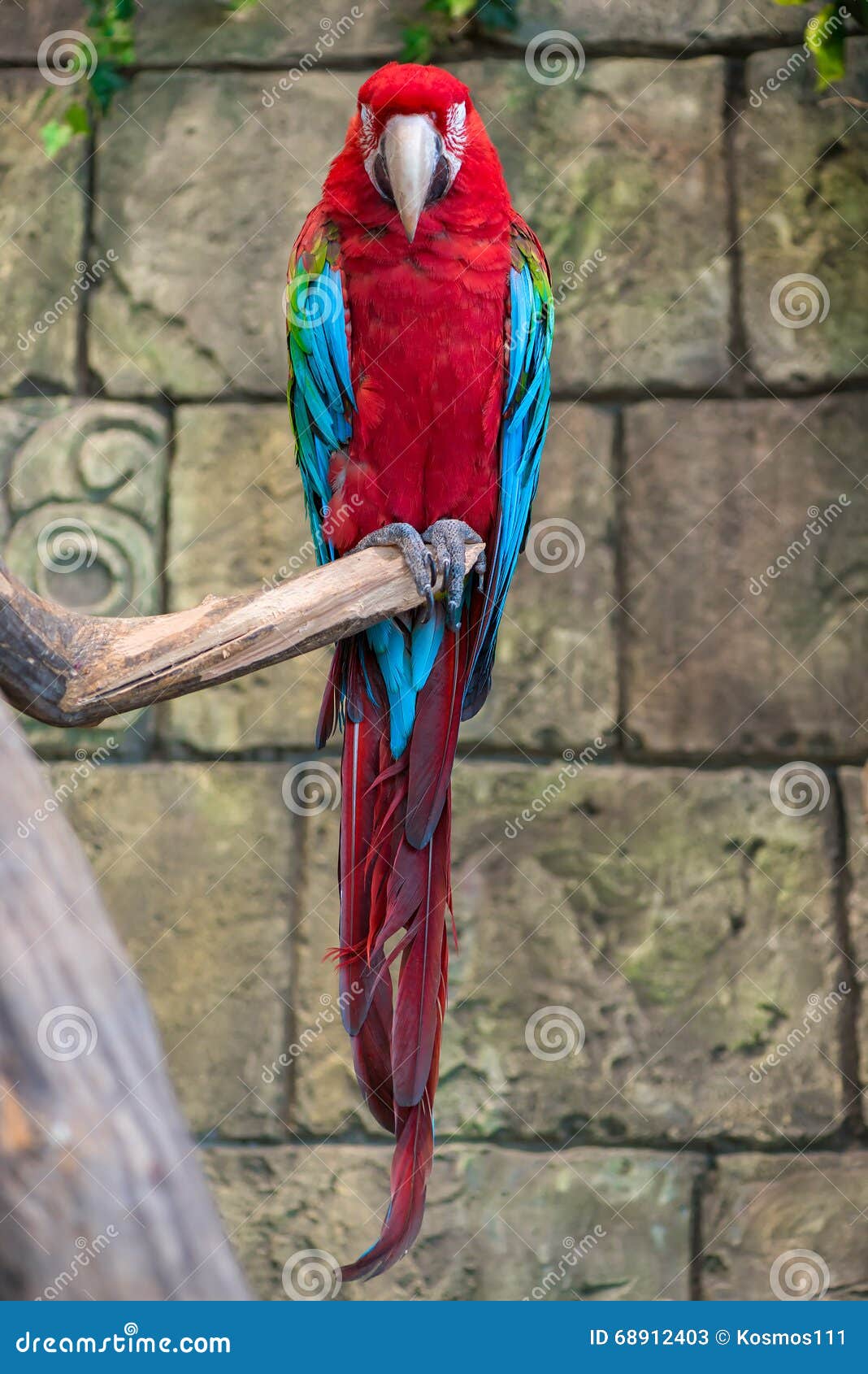 Red Macaw Parrot with a Long Tail Stock Image - Image of natural, bird ...