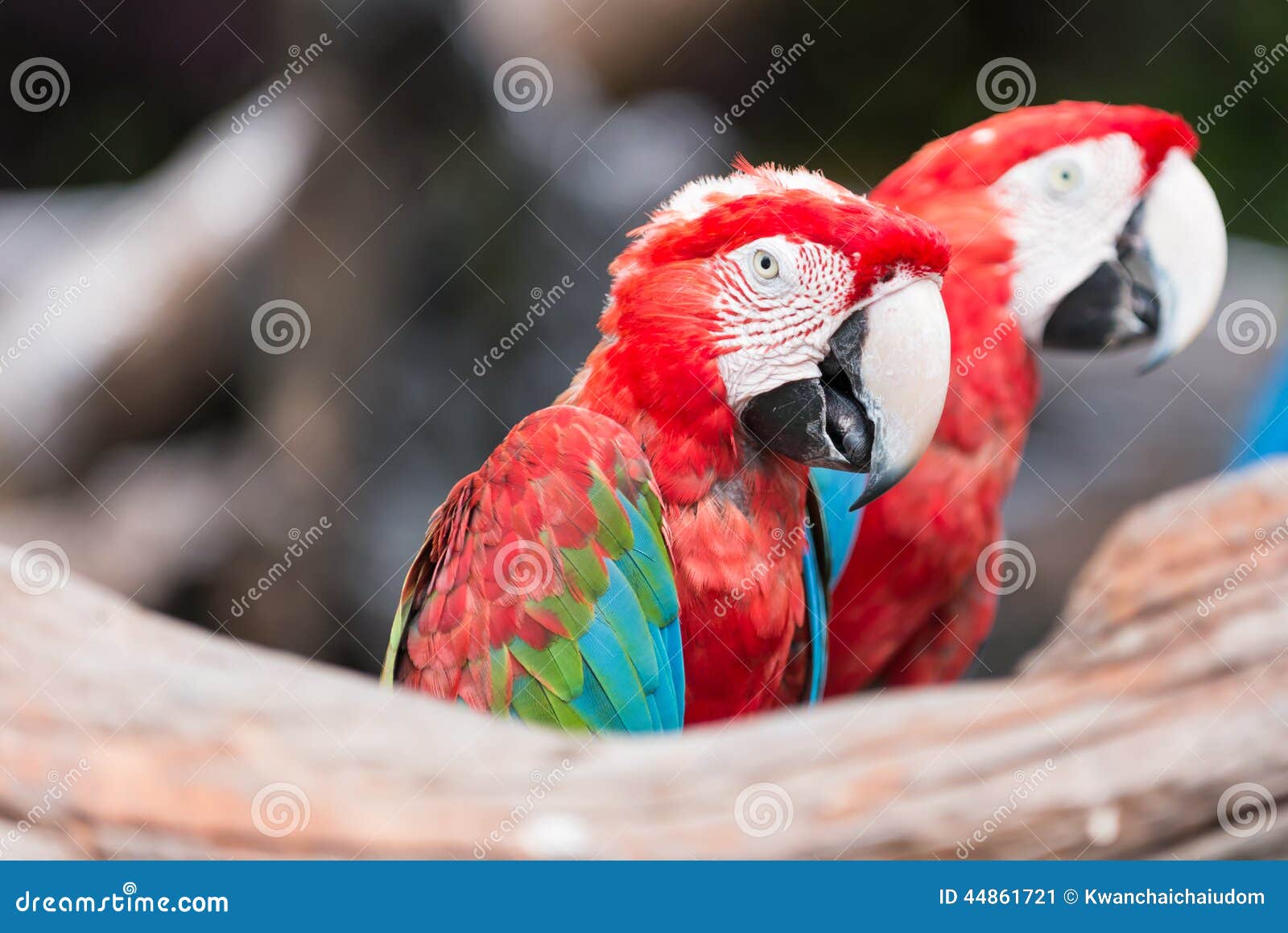 Macaw Parrot Stand Stock Photos - Download 524 Royalty Free Photos
