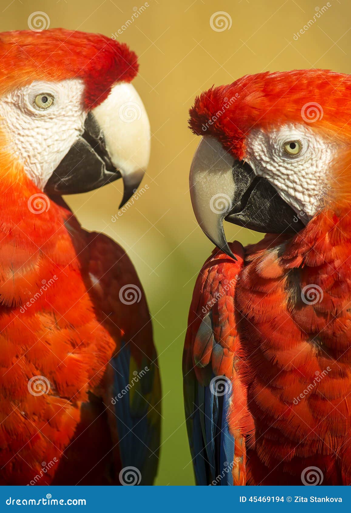 Red macaw parrots stock photo. Image of rainforest, american - 45469194