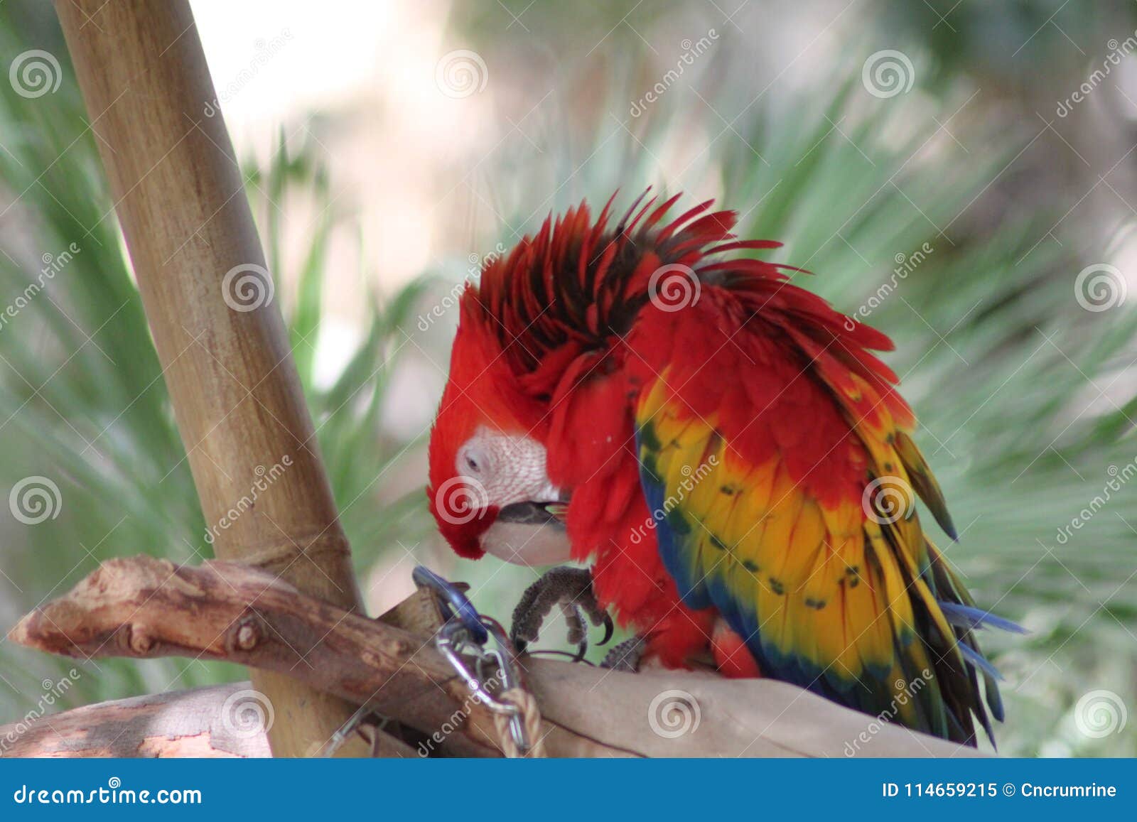 A Red Macaw Preening on a Branch of a Tree Stock Image - Image of ...